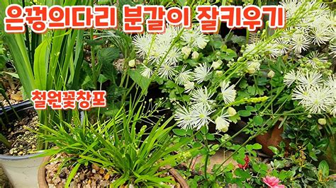 철원꽃창포 은꿩의다리 분갈이 키우기 처음처럼야생화 Youtube