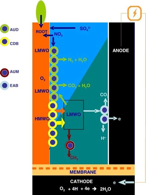 Schematic Presentation Of The Possible Oxidation Pathways Of High