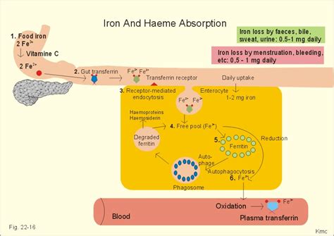 Iron Absorption Pathway At Shirley Poe Blog