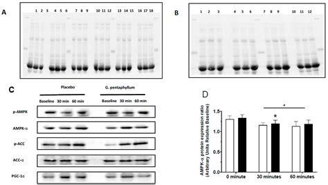 Gynostemma Pentaphyllum Increases Exercise Performance And Alters