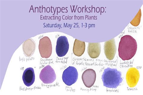 Anthotypes Workshop Extracting Colors From Plants 052524