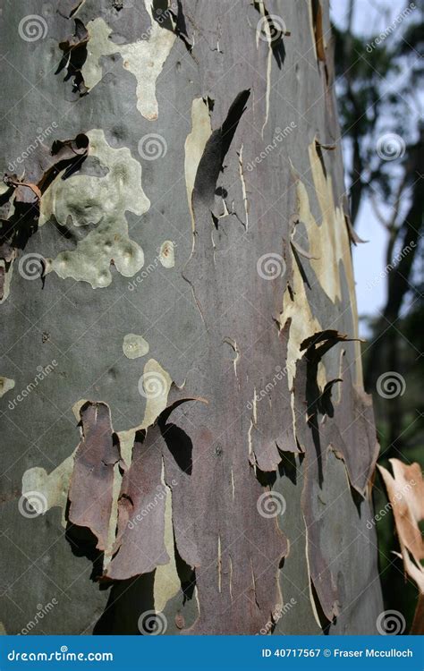 Paperbark Tree Stock Image Image Of Peel Texture Vegetation 40717567