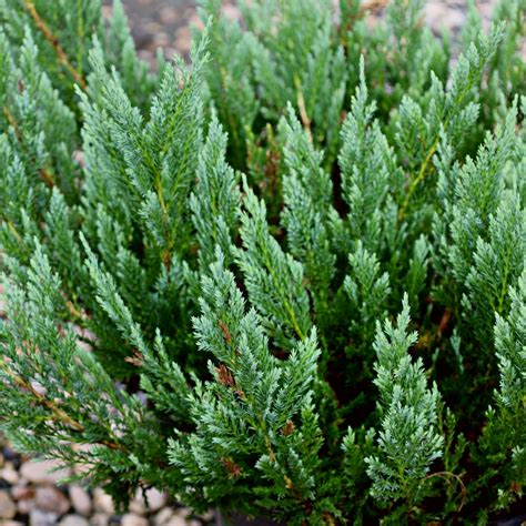 Buy Blue Chip Juniper Shrubs Online Garden Goods Direct