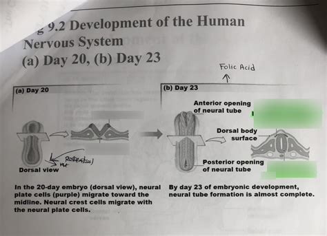 Neural Crest And Neural Tube Development Diagram Quizlet