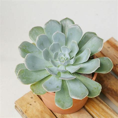 Sen đá đất Trắng Nhím Kiểng Hamster Thỏ Bọ Ú Giá Rẻ