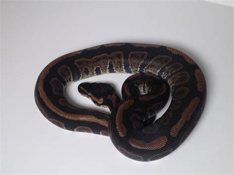 Sable Ball Python By Escape Reptiles Morphmarket