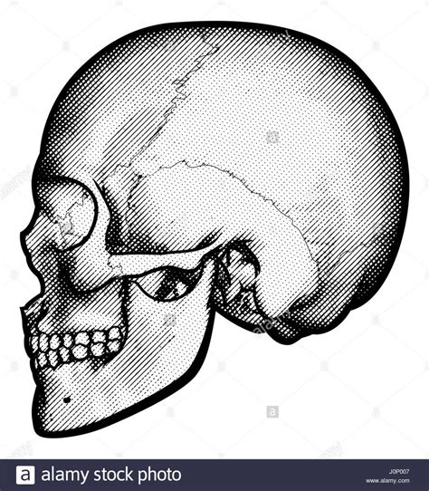 Art Skull Bones Pt 2 Diagram Quizlet