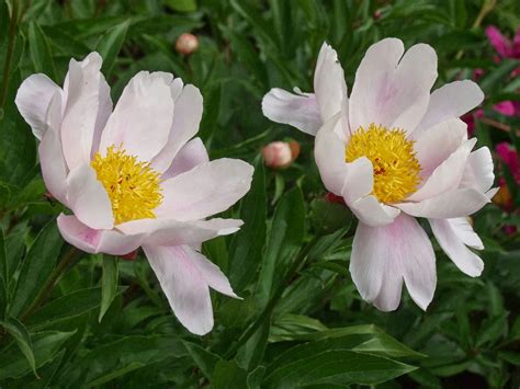 北海道の草花写真素材館 芍薬シャクヤク