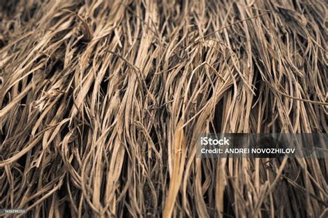 길고 마른 얇은 잔디 농업 수확 건초 짚 더미 텍스처 디테일 협회 부서지기 쉬운 생명이없는 손상은 병든 머리카락입니다 초가 배경 배경 화면 회색 갈색의 음영이 더 많은