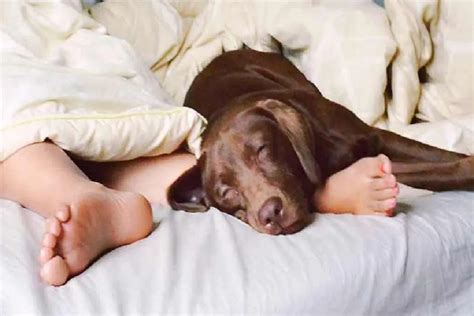 Sex With Dog Sex Entire Gallery Of Pictures And Videos 855