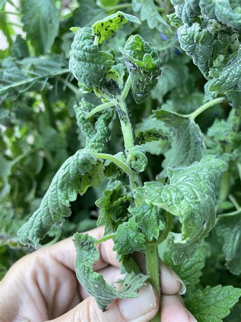 Aphids On The Catnip Yes Please More In The Comments Rgardening