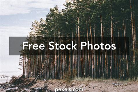 Vertical Trees Photos Download The Best Free Vertical Trees Stock