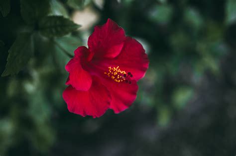 붉은 히 비 스커 스 꽃 녹색 잎 배경입니다 열 대 정원입니다 붉은 히 비 스커 스 꽃 볼을 닫습니다 히 비 스커 스로 사sinensis입니다 0명에 대한 스톡 사진 및