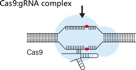 Crispr Library Ubigene