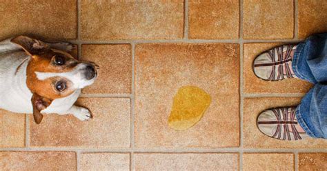 Il cane fa la pipì quando si emoziona Ecco come farlo smettere