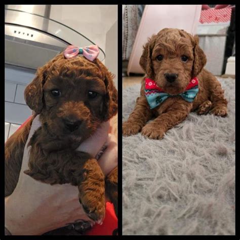 Miniature Cockapoo Puppies For Sale Cockapoo Owners