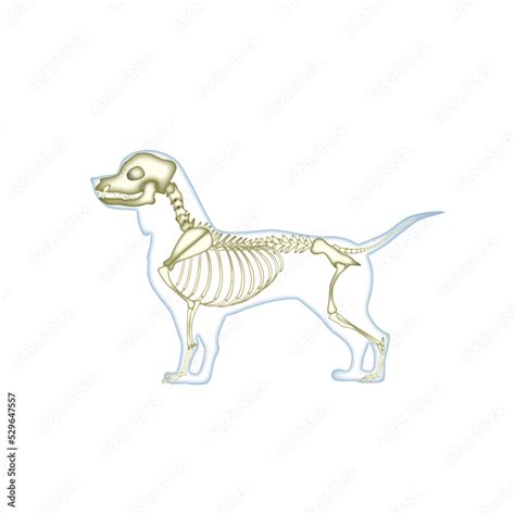犬の骨格図 Stock イラスト Adobe Stock