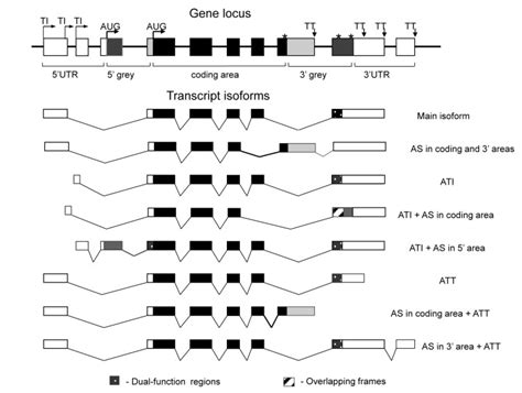 Anatomy Of Mammalian Transcripts Functional Domains Constitutive And Download Scientific