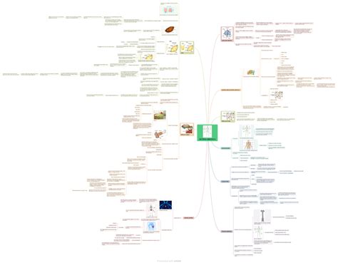 Sistema Linfatico Schemi Di Anatomia Sistema Linfatico Capillari