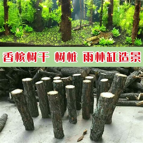 香槟木造景 鱼缸 草缸 大山谷图库
