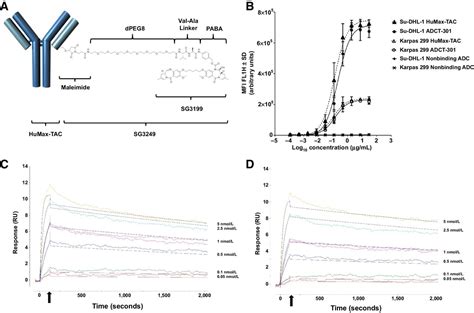 ADCT 301靶向表达CD25的血液恶性肿瘤 Molecular Cancer Therapeutics X MOL