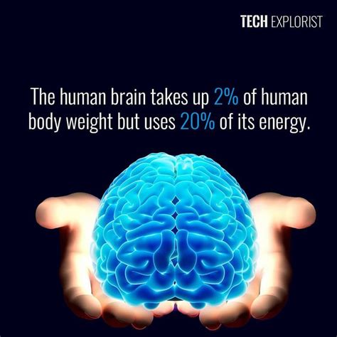 Science Brainfacts Humanbrain Brain Human Brain Human Body Weight Brain Facts