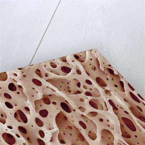 Bone Tissue Posters And Prints By Corbis