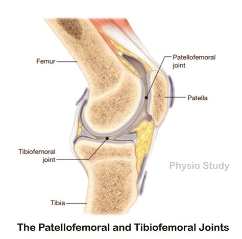 Patellofemoral Joint Anatomy