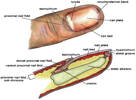 Classification Of Therapies Available For Onychomycosis Treatment Download Scientific Diagram