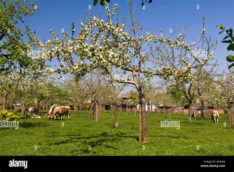 Cattle In Orchard Of Sheppys Cider Near Taunton Somerset England Stock