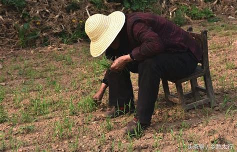 老家的穀子地 每日頭條