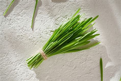 Barley Grass Benefits And Uses Consumer Care