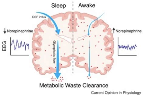 The True Impact Of Sleep On Cleansing The Brain The “glymphatic” Theory