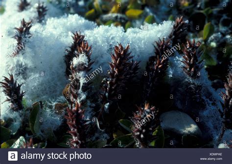 Salix Polaris Salix Polaris High Resolution Stock Photography And