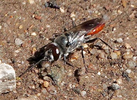 Astata Bugguidenet