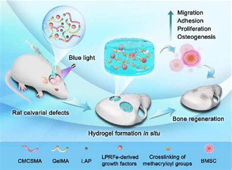 冻干富含血小板的纤维蛋白渗出物加载的羧甲基壳聚糖 Gelma 水凝胶用于有效的骨缺损修复 Acs Applied Materials And Interfaces X Mol