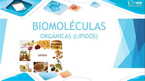 Biomoleculas Organicas Lipidos Youtube