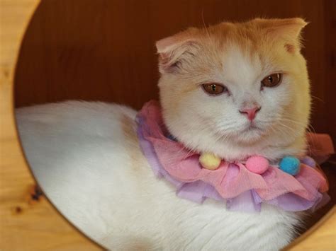 Munchkin Chat Prix France à Vendre élevage Adoption Poil Long