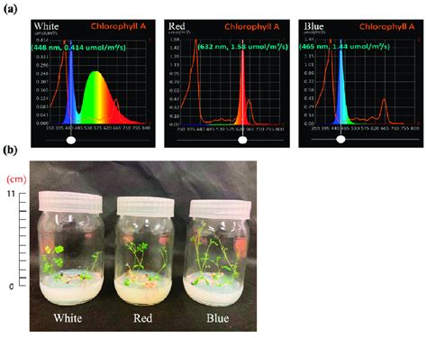 Wavelengths Of Each Led Light Source A And A Membranaceus Sprouts Download Scientific
