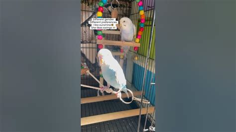 Cute Budgies Current Mood Having Fun In Their Room Birds Parrot