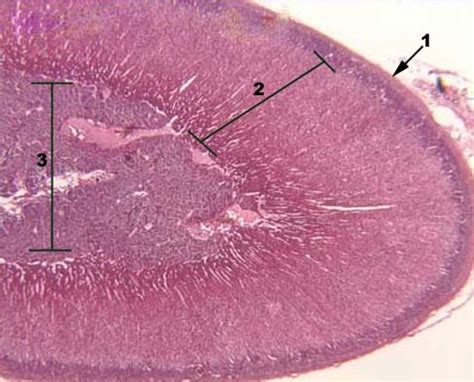 Adrenal Gland Tissue Diagram Quizlet