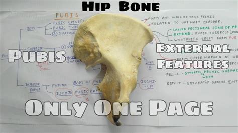 Hip Bone Part 1b Pubis External Features Dr Pawan Nagar Youtube