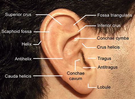 Scaphoid Fossa Ear