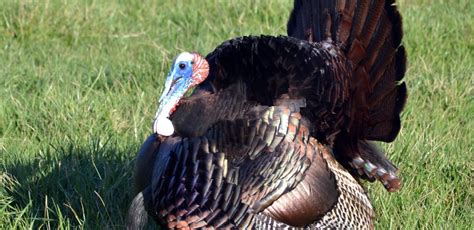 “learning From Turkeys With Matt Morrett” Day 2 Late Season Public