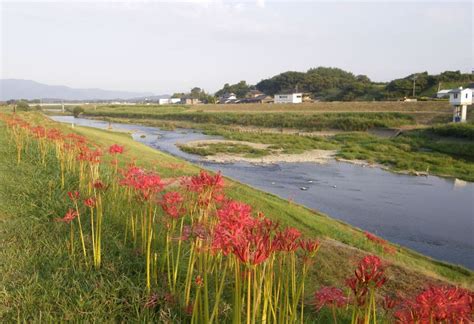 犬鳴川河川公園 宮若市 の彼岸花 chikuzemitaroのブログ