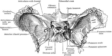 Sphenoid Bone From Above Clipart Etc