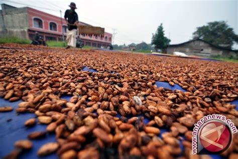 Harga Biji Kakao Di Aceh Utara Melonjak ANTARA News Aceh
