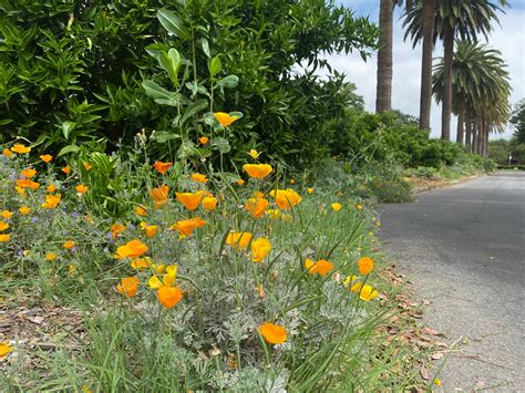 California Native Plants At Sarvodaya Farms Sarvodaya Institute