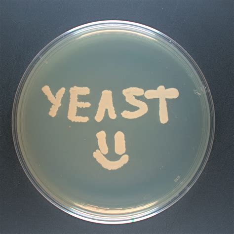 Yeast A Poem Science Connected Magazine