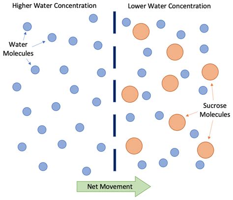 Osmosis Diagram Gcse